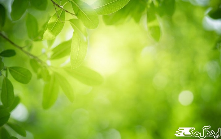 روانشناسی رنگ سبز : رنگ سبز چه احساسی را در شما ایجاد می‌کند؟ | ایده آل مگ