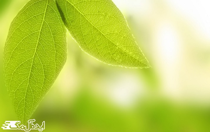 روانشناسی رنگ سبز : رنگ سبز چه احساسی را در شما ایجاد می‌کند؟ | ایده آل مگ