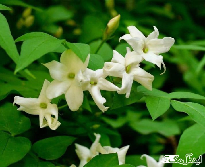 آشنایی با انواع گل یاس + چه یاسی مناسب کاشت در زمستان است؟